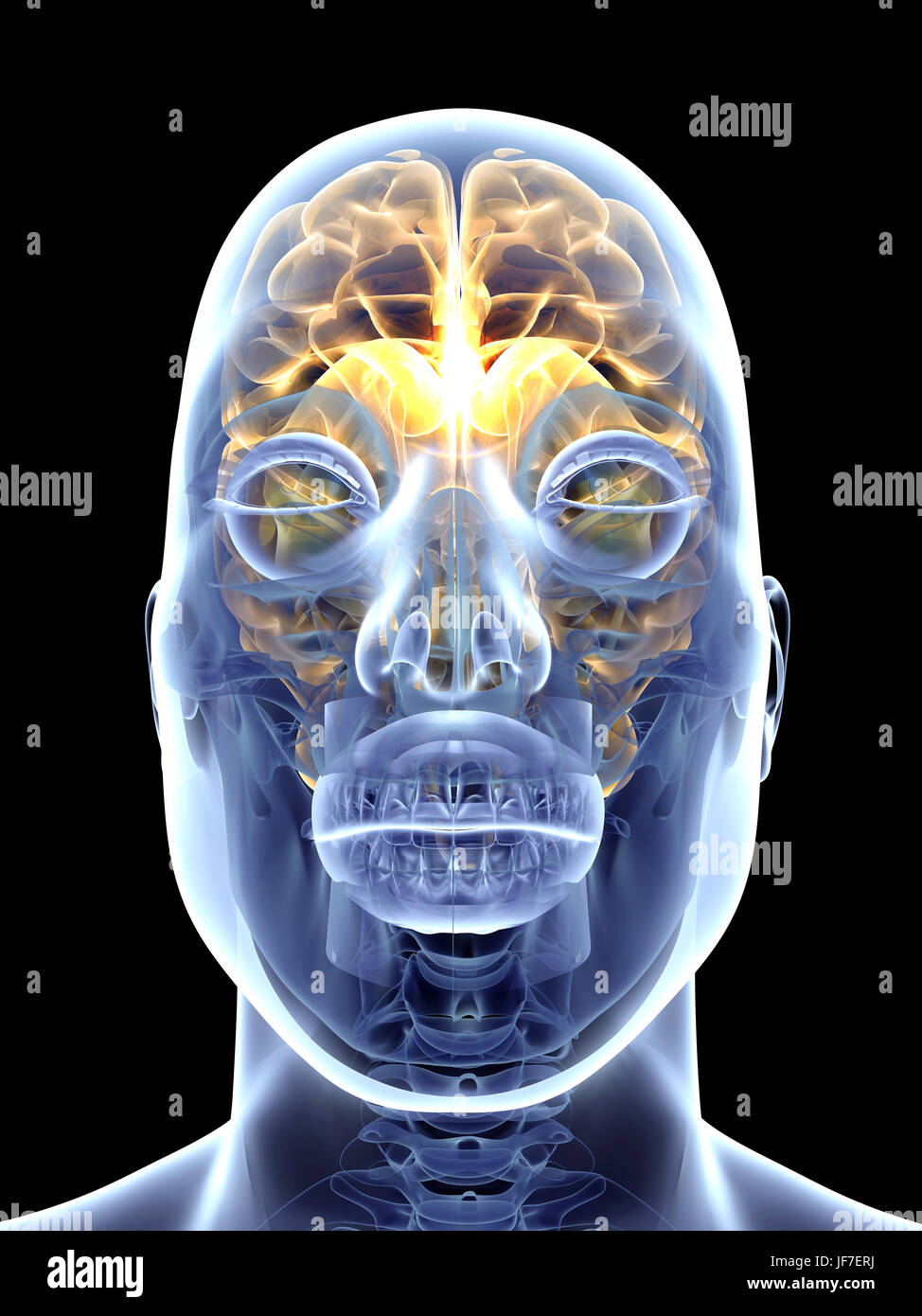 Scan of a human male brain hi-res stock photography and images - Alamy