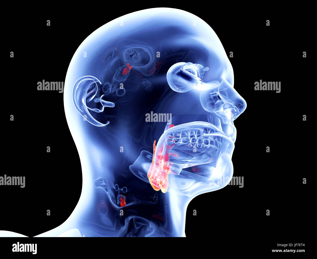 Internal Organs - Larynx Stock Photo - Alamy