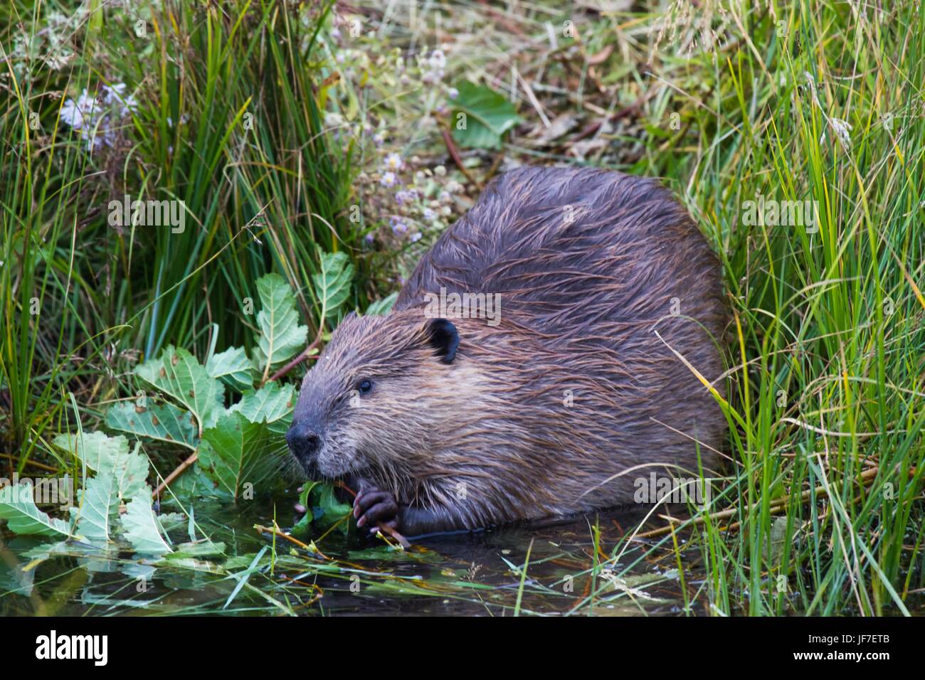Canadian Beaver 15 Stock Photo - Alamy