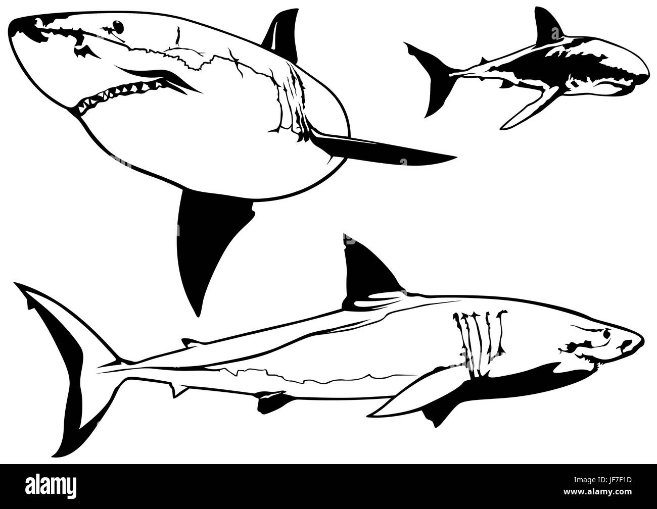 Great White Shark Set Stock Vector Image & Art - Alamy