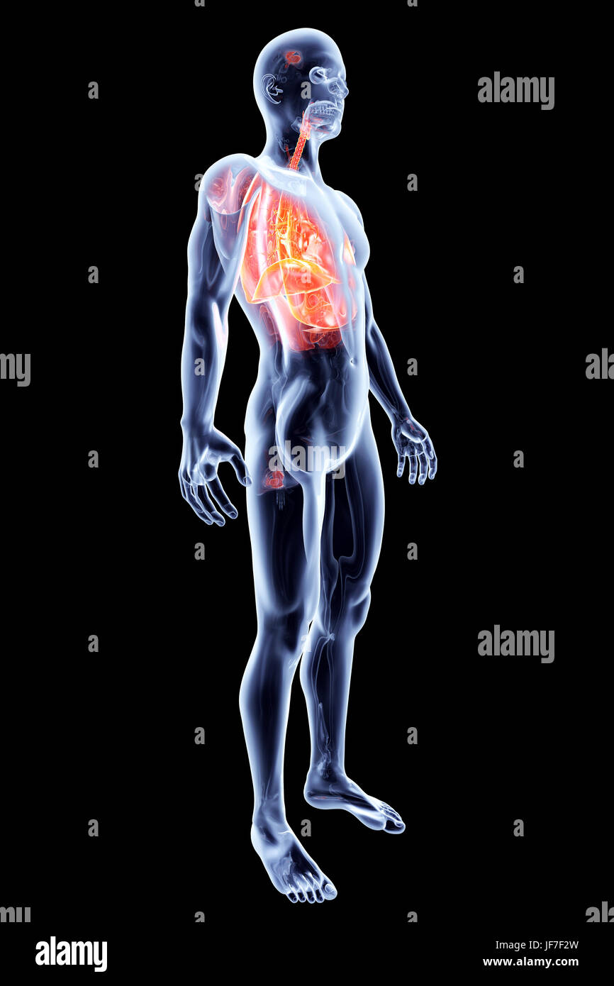 Internal Organs - Lungs Stock Photo - Alamy