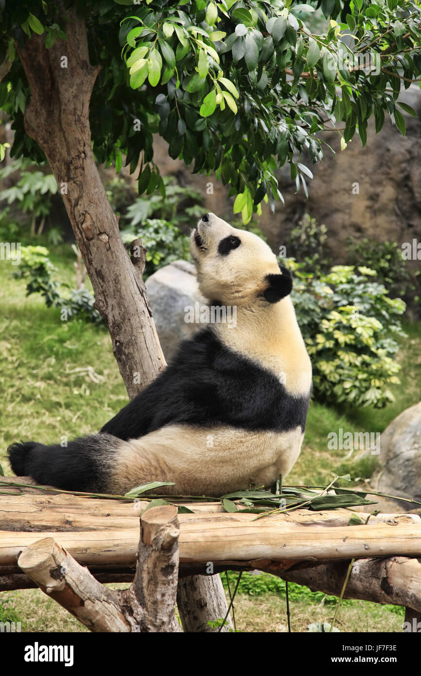 Panda profile hi-res stock photography and images - Alamy
