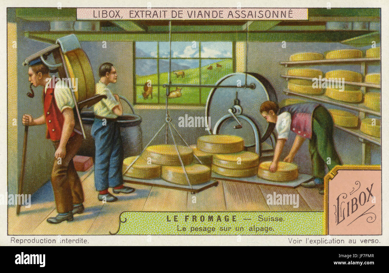 Weighing Swiss cheeses at an Alpine dairy. Cheese production. Liebig ...