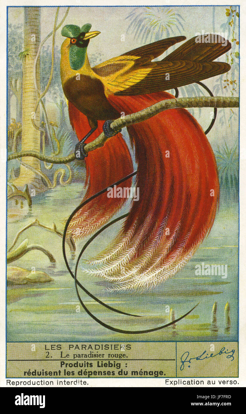 Red bird of paradise (paradisea rubra - formerly paradisea sanguinea ...