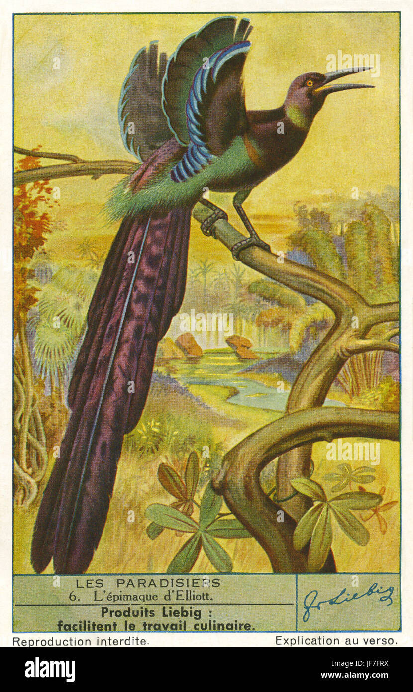Elliot's bird of paradise (epimachus ellioti). Birds of Paradise ...