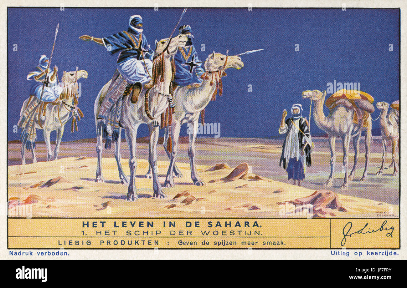 Men riding camels - 'The Ship of the Desert'. Life in the Sahara ...