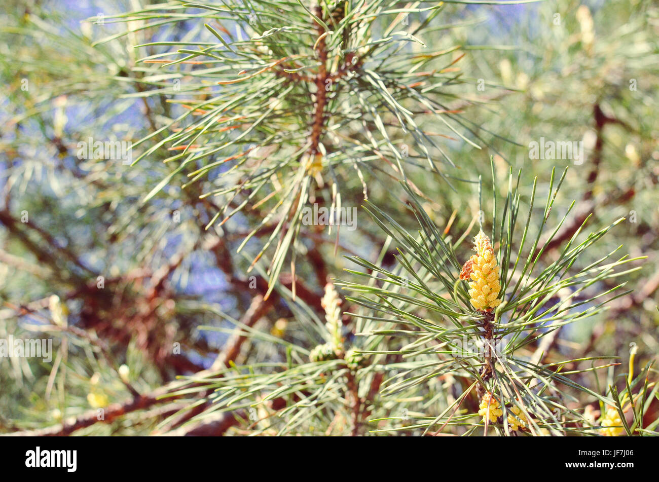 Young Pine Tree Branchlets closeup on Natural background. Selective ...