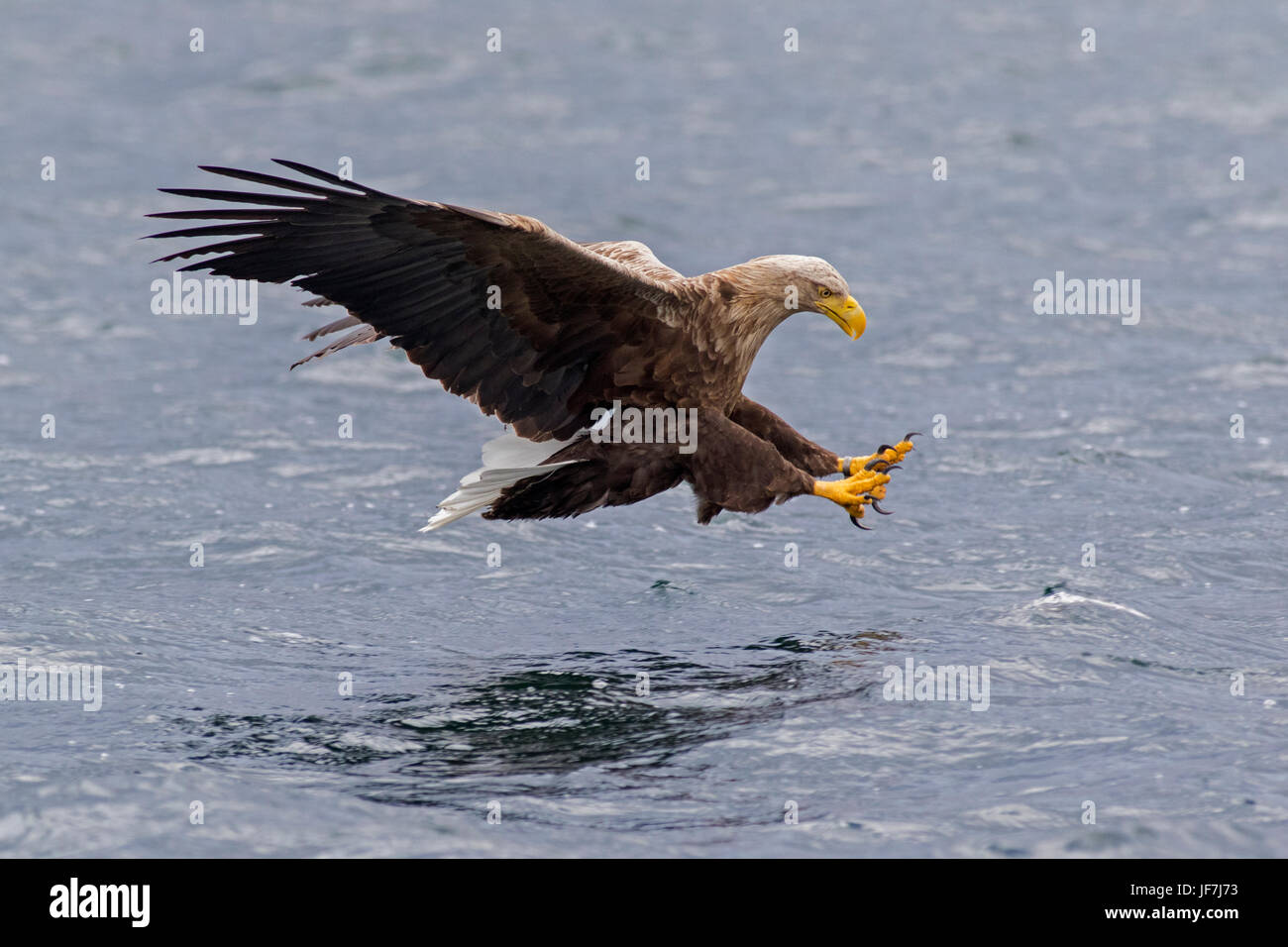 White tailed eagle mull pair hi-res stock photography and images - Alamy