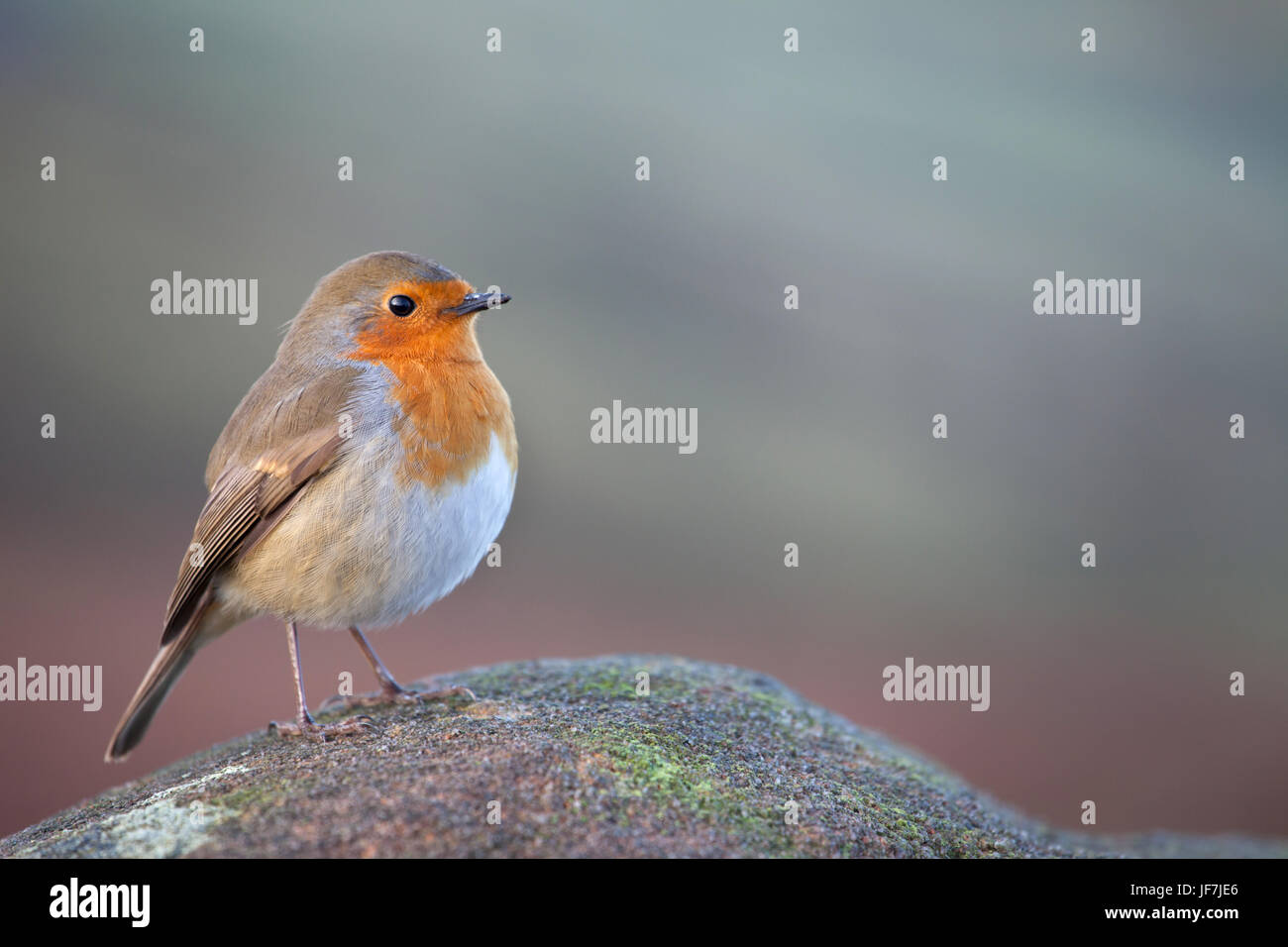 Red breasted robin hi-res stock photography and images - Alamy