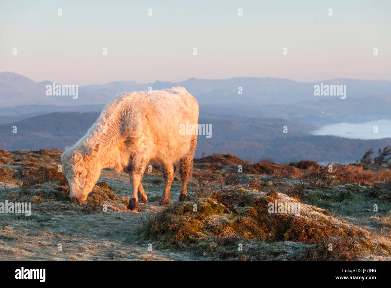 Cow grazing, Gummers How, Lake District, UK Stock Photo - Alamy