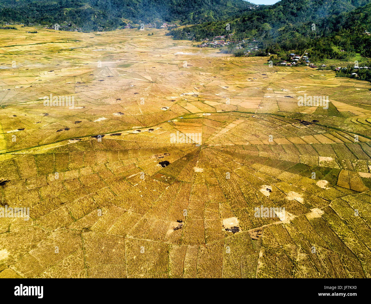Harvest spider hi-res stock photography and images - Alamy