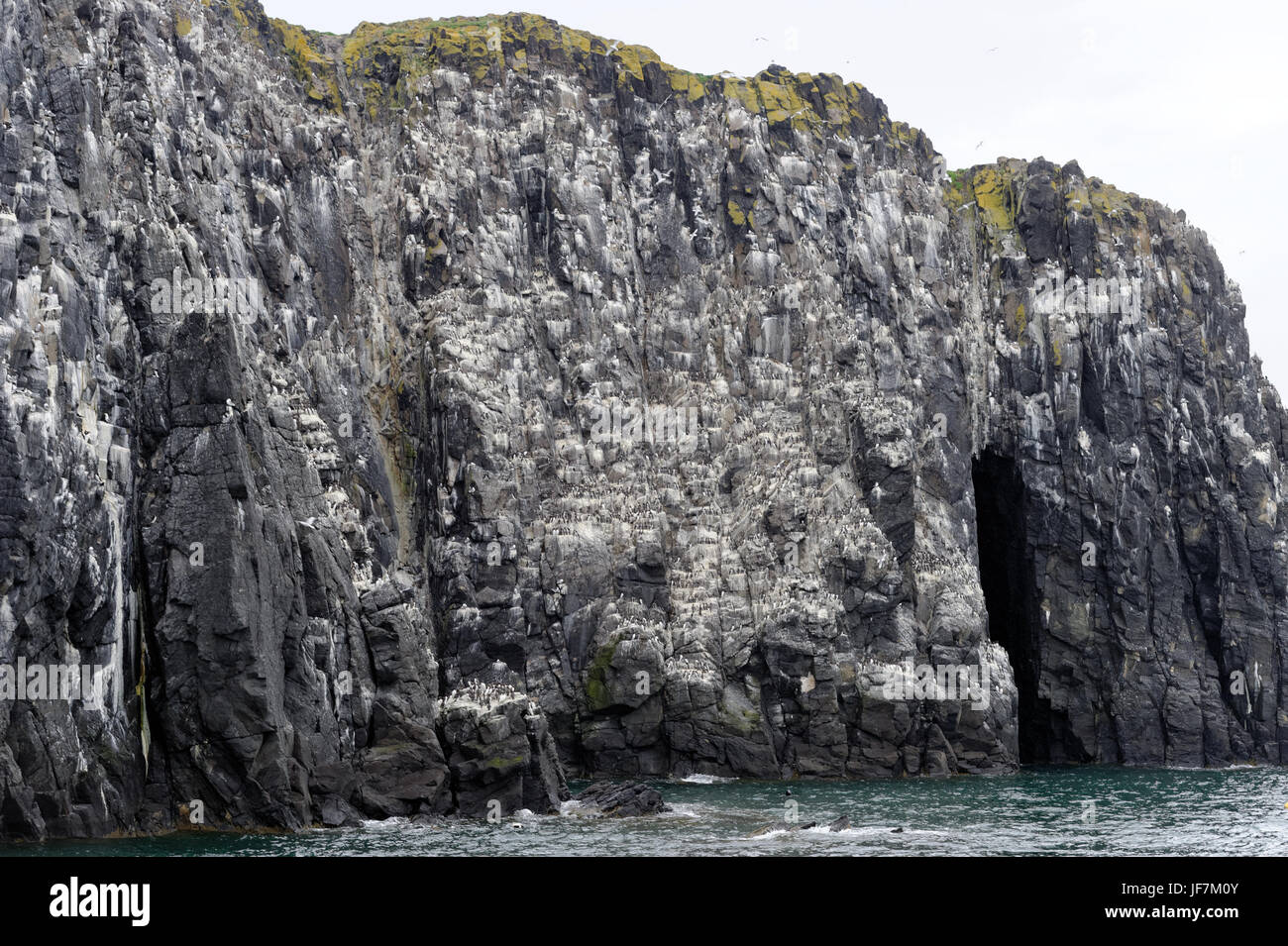 Cliffs full of seabirds on the Isle of May, Firth of Forth, Scotland ...