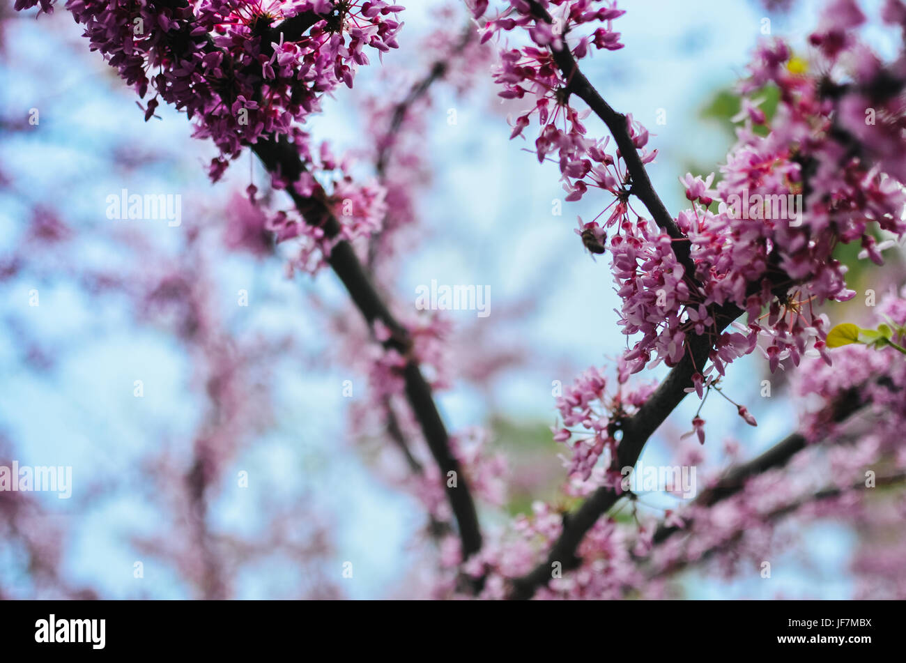 Purple Spring Blossom. Cercis Canadensis or Eastern Redbud Flowers ...