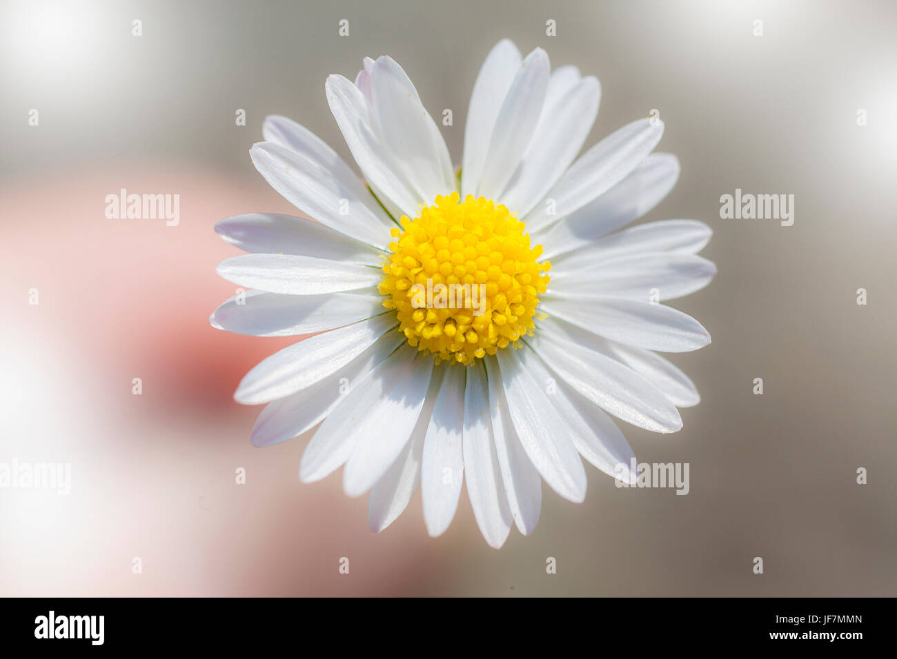 Little daisy hi-res stock photography and images - Alamy