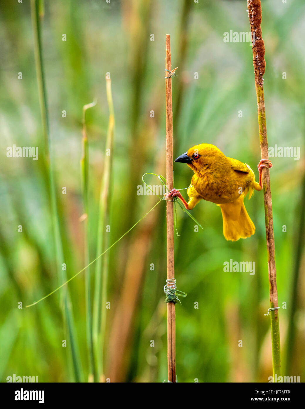 Male Eastern Golden Weaver bird (Ploceus subaureus) starting the ...