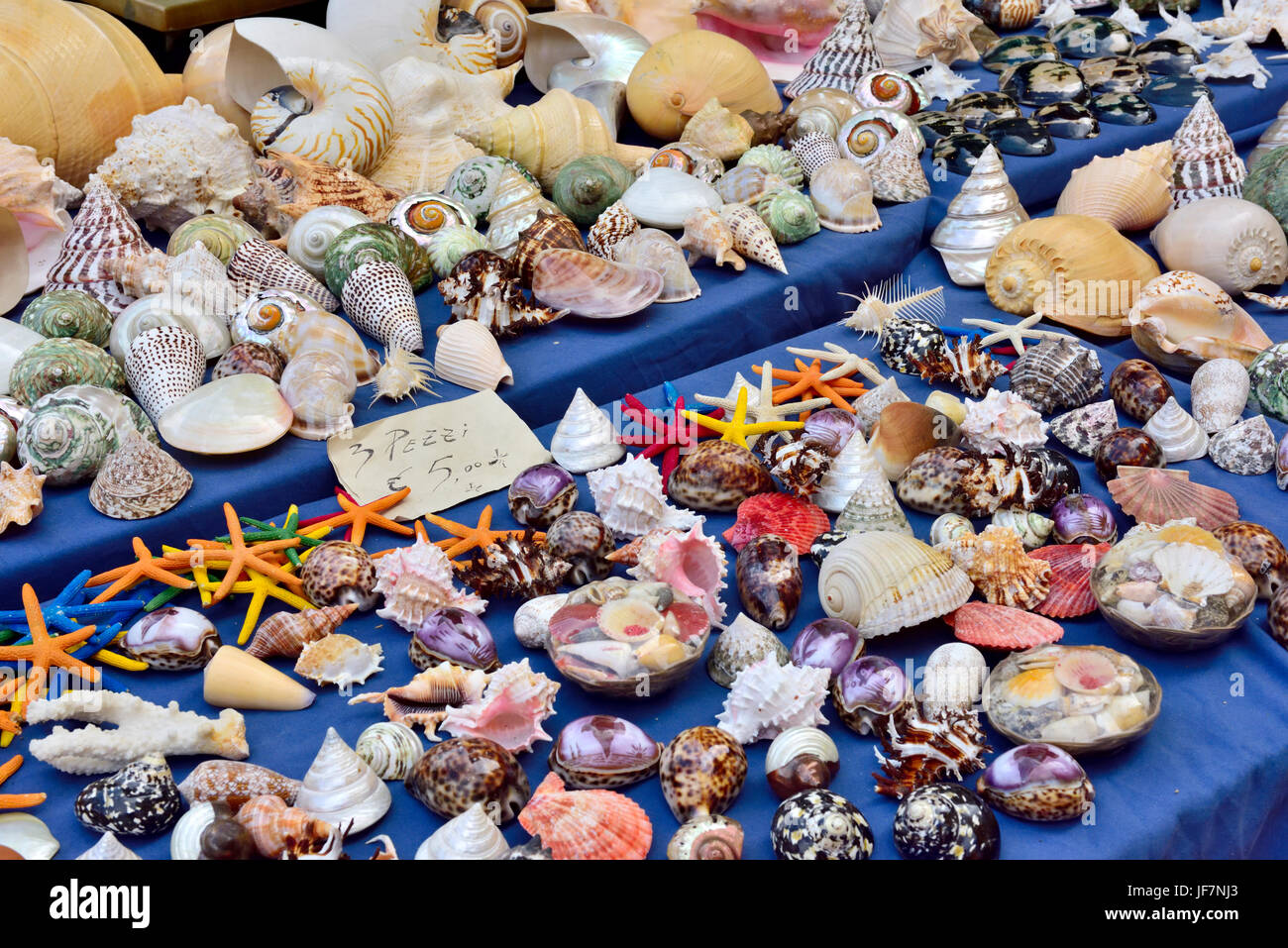 Seashells for sale on display table of market Stock Photo - Alamy
