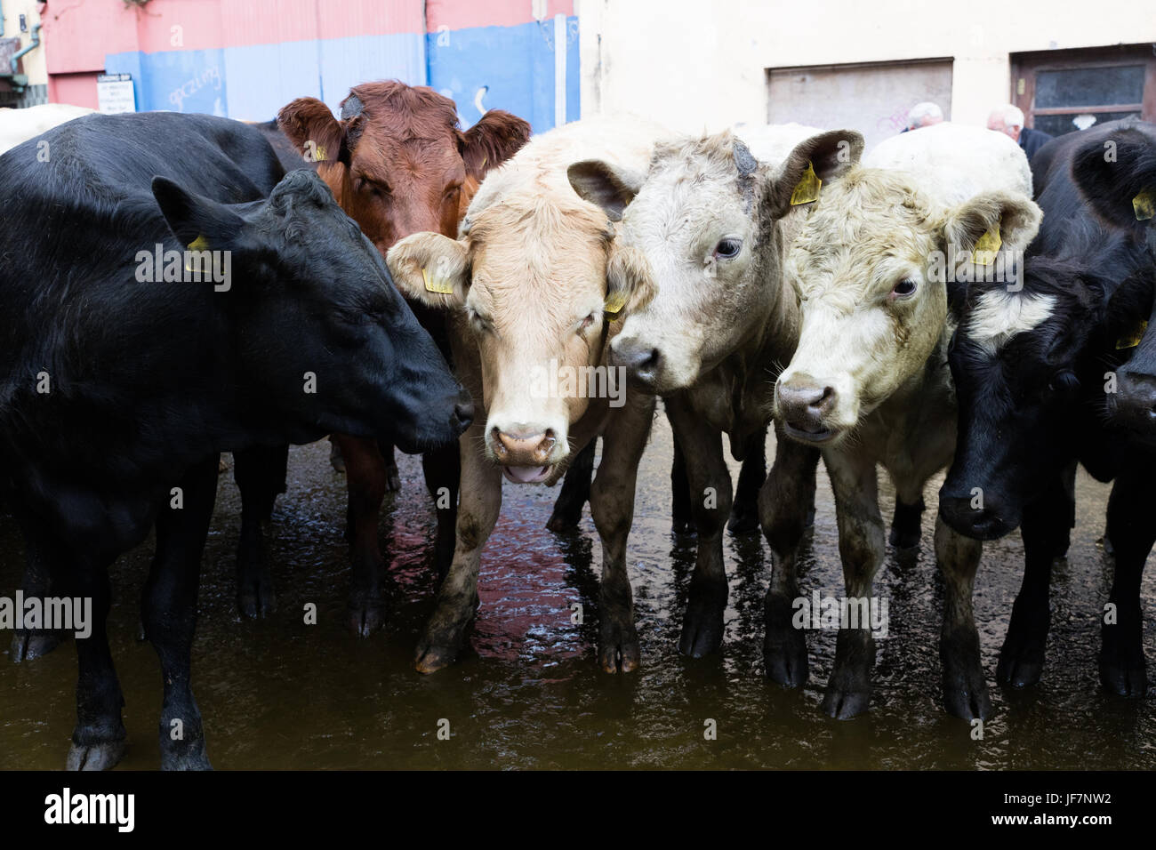 Farm cow close up in Village in Ireland Stock Photo - Alamy