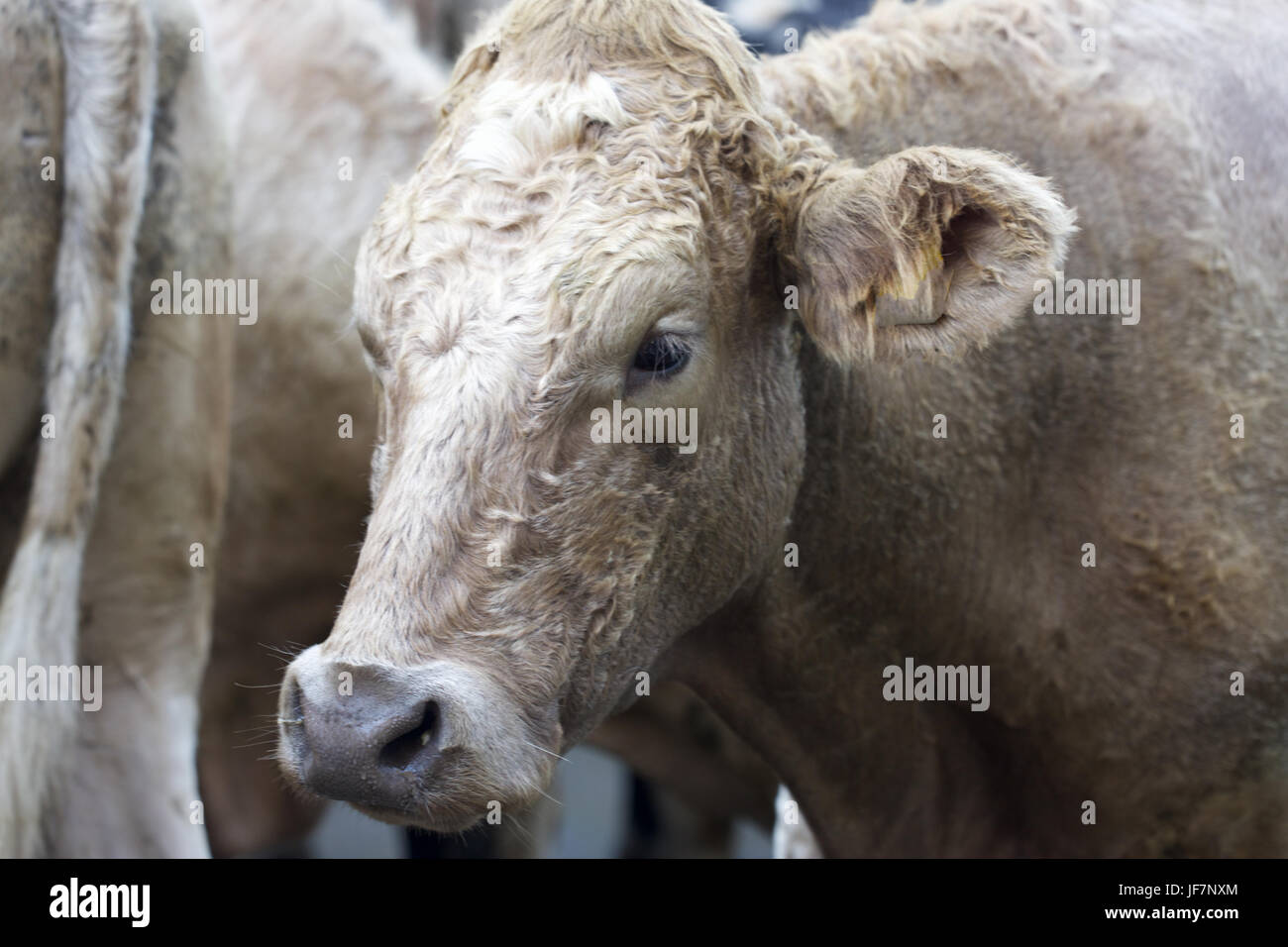 Farm cow close up in Village in Ireland Stock Photo - Alamy