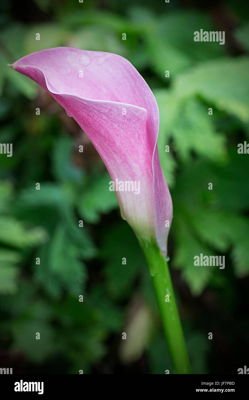 Pink Calla Lily in a garden with a green foliage background Stock Photo ...