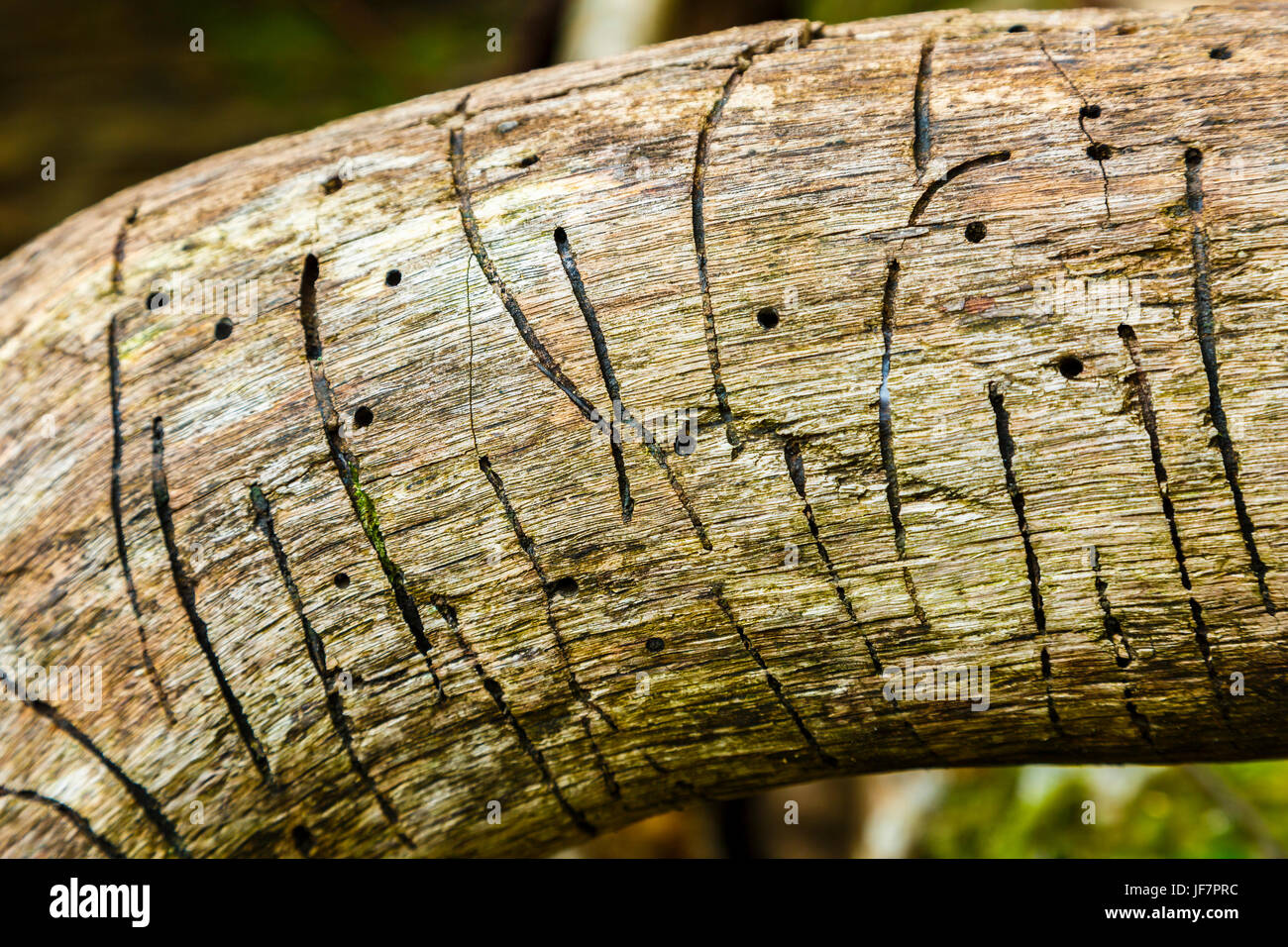 Insect track in a trunk Stock Photo - Alamy