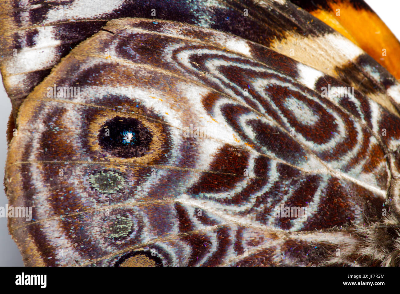 Scaly wing insect hi-res stock photography and images - Alamy