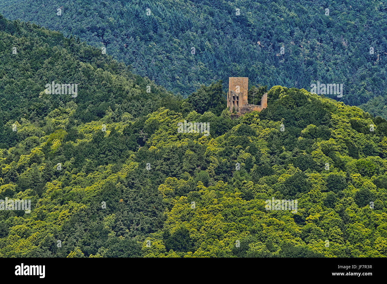 Ramburg Castle ruin, Palatinate Germany with flowering chestnut trees ...
