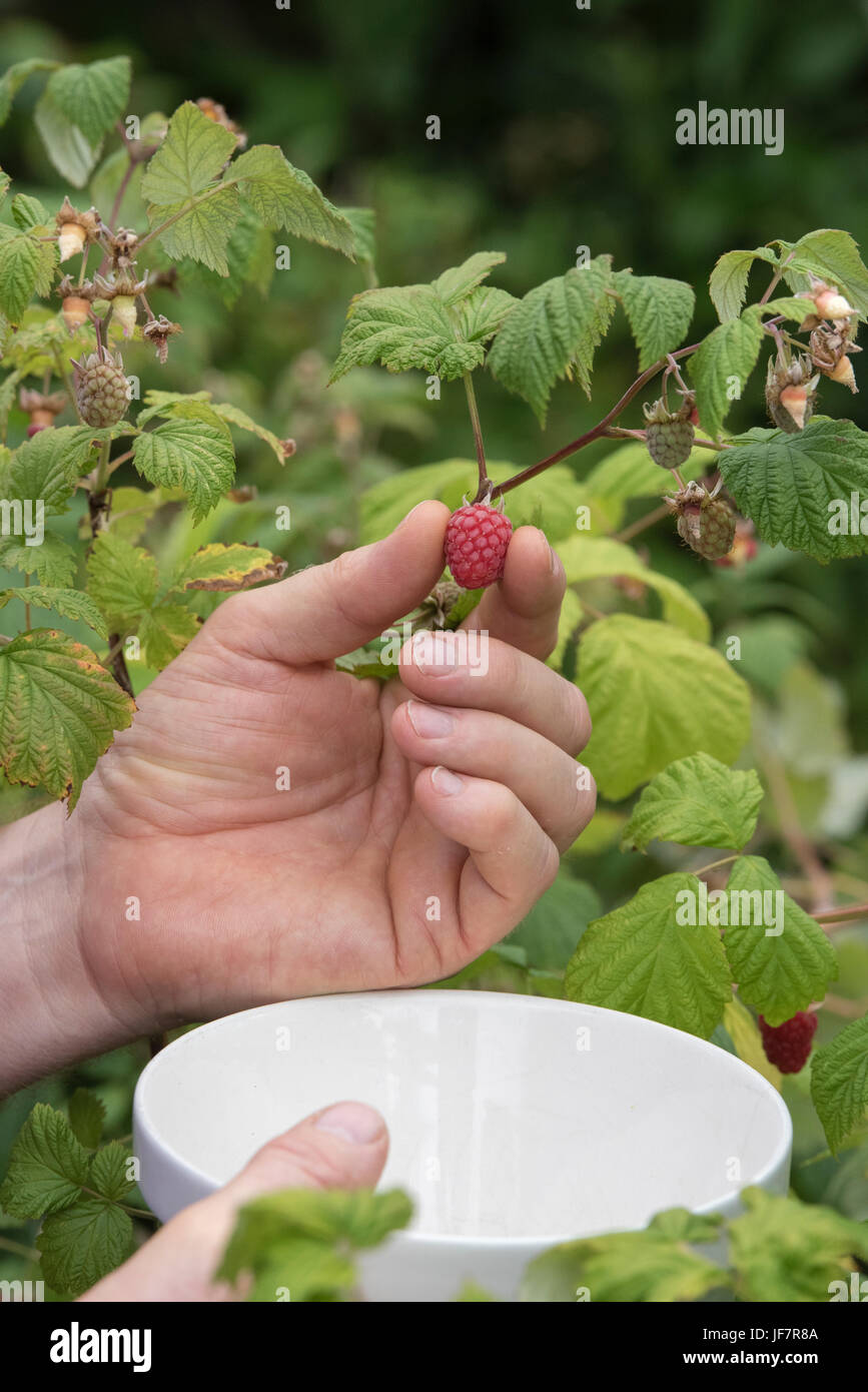 Hand picking fruit hi-res stock photography and images - Alamy