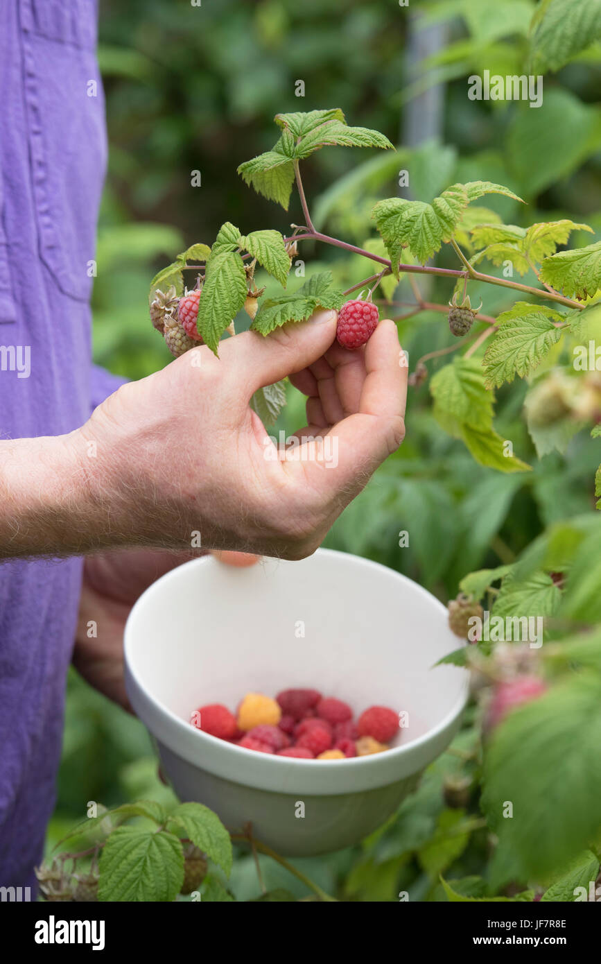 Hand picking fruit hi-res stock photography and images - Alamy
