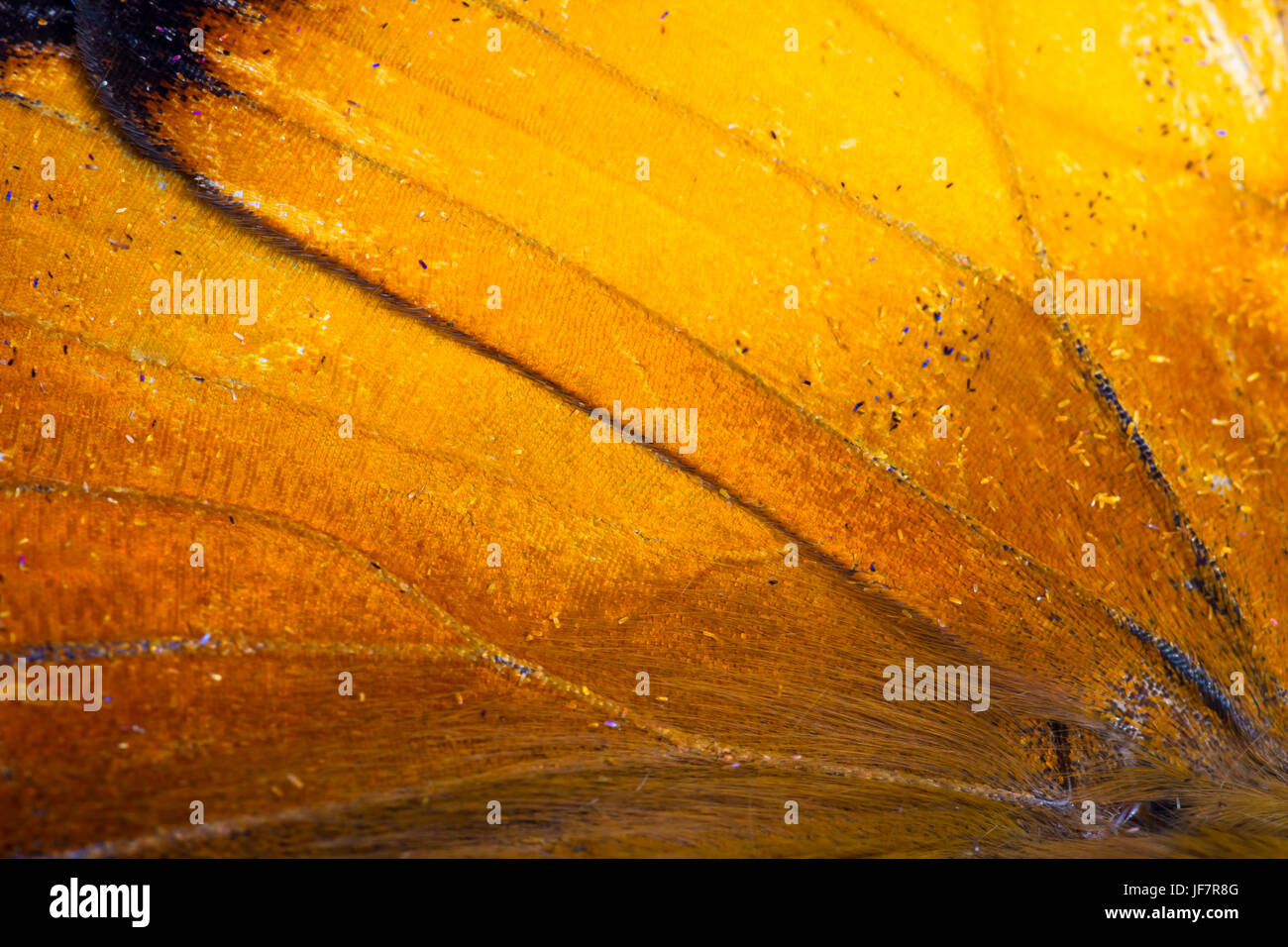 Scaly wing insect hi-res stock photography and images - Alamy