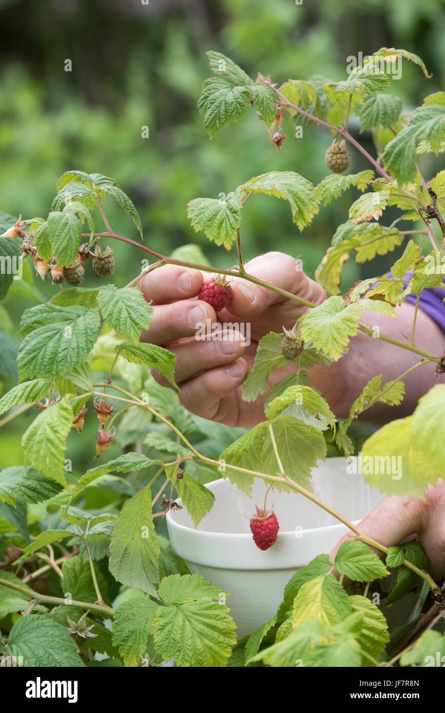 Hand picking fruit hi-res stock photography and images - Alamy