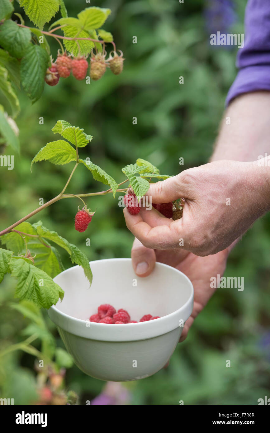 Hand picking fruit hi-res stock photography and images - Alamy
