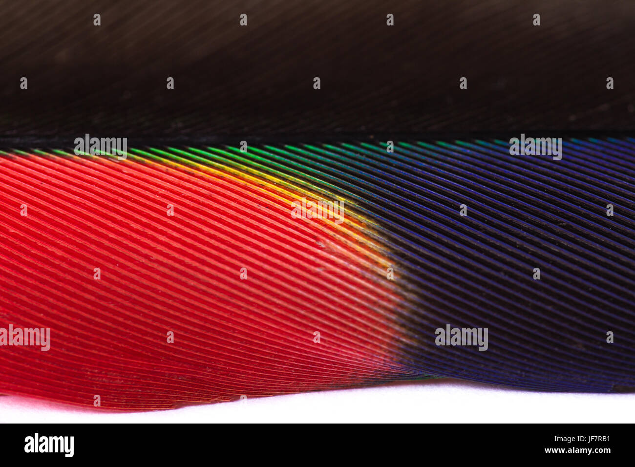 beautiful vivid colors on a toucan feather with seamless transitions ...