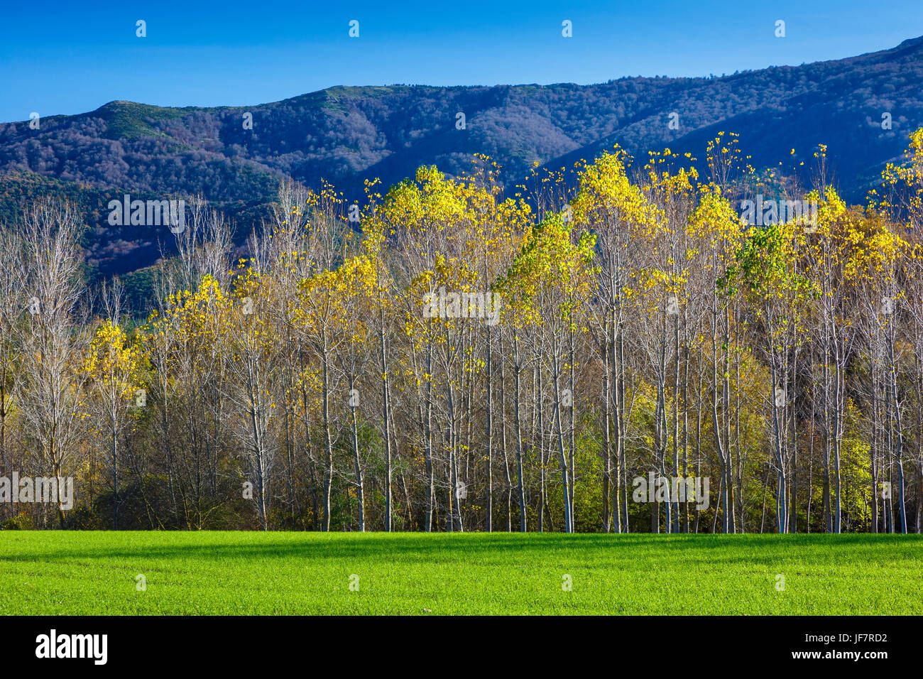 Poplar montana hi-res stock photography and images - Alamy