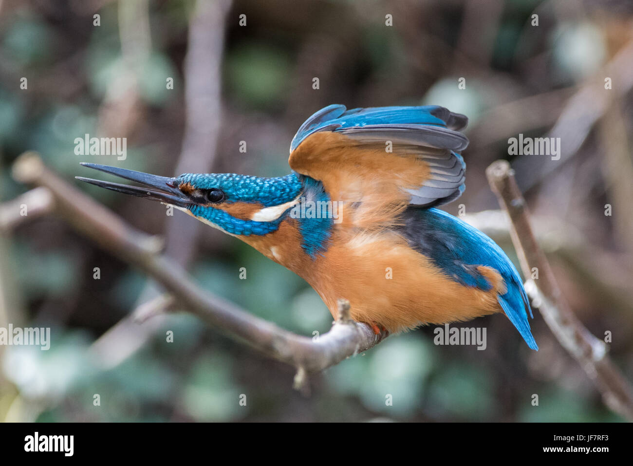 Kingfisher flapping wings hi-res stock photography and images - Alamy