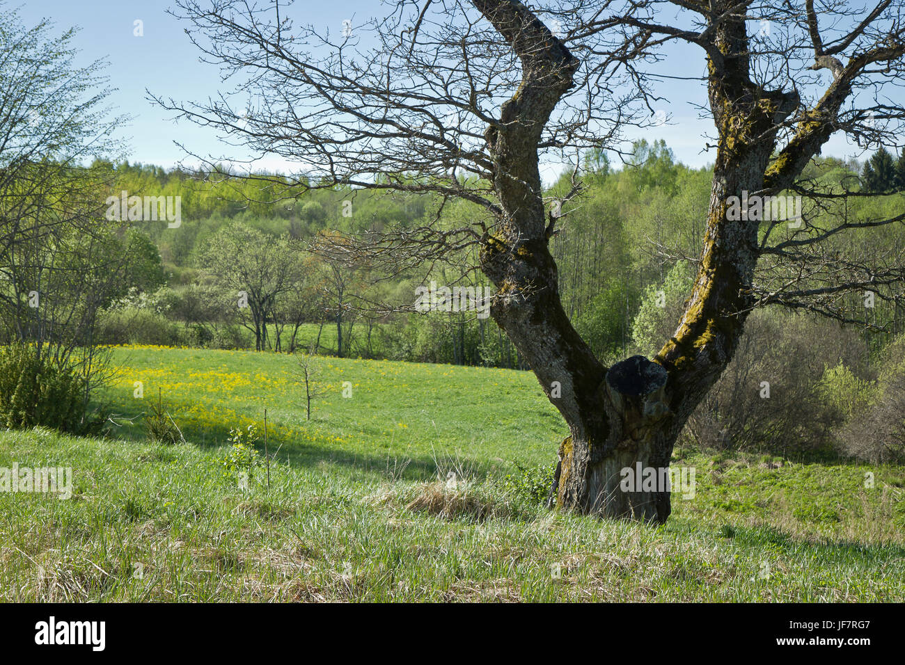 Young old oak tree hi-res stock photography and images - Alamy