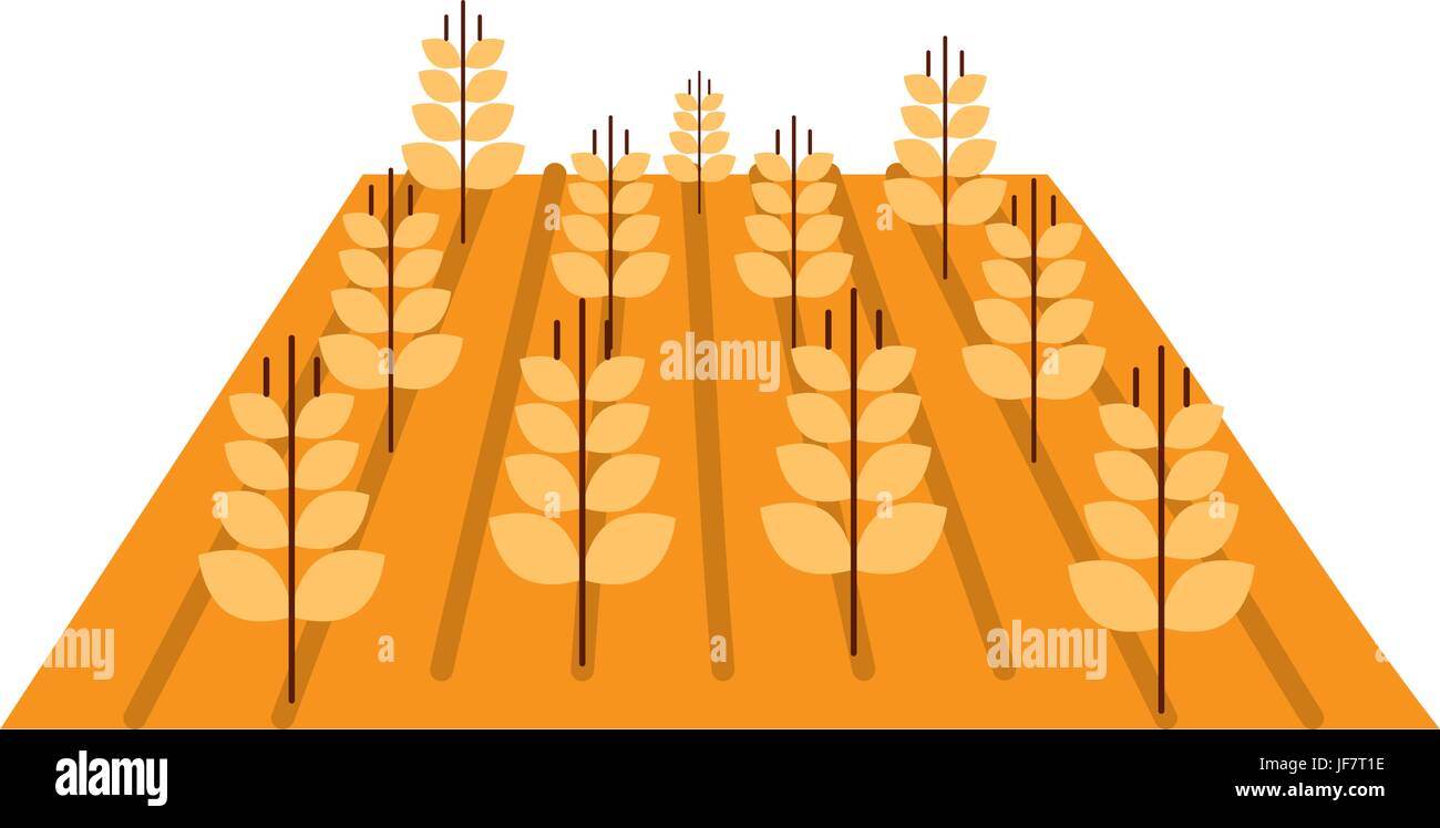 Young wheat crop field Stock Vector Images - Alamy