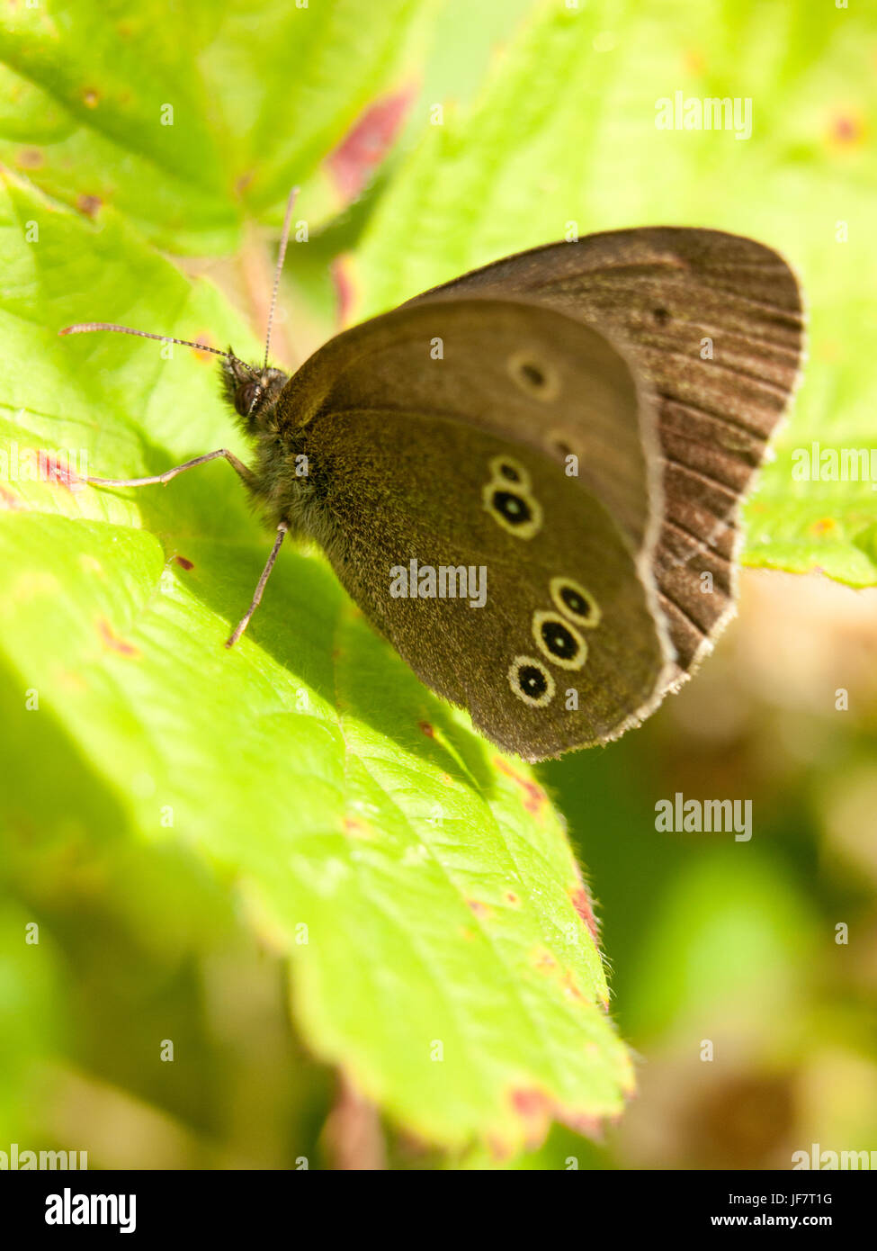 Ringlet resting on leaf hi-res stock photography and images - Alamy