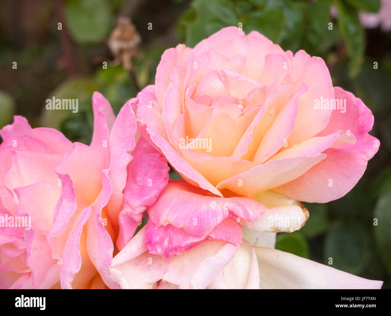 White rose with pink tips hi-res stock photography and images - Alamy