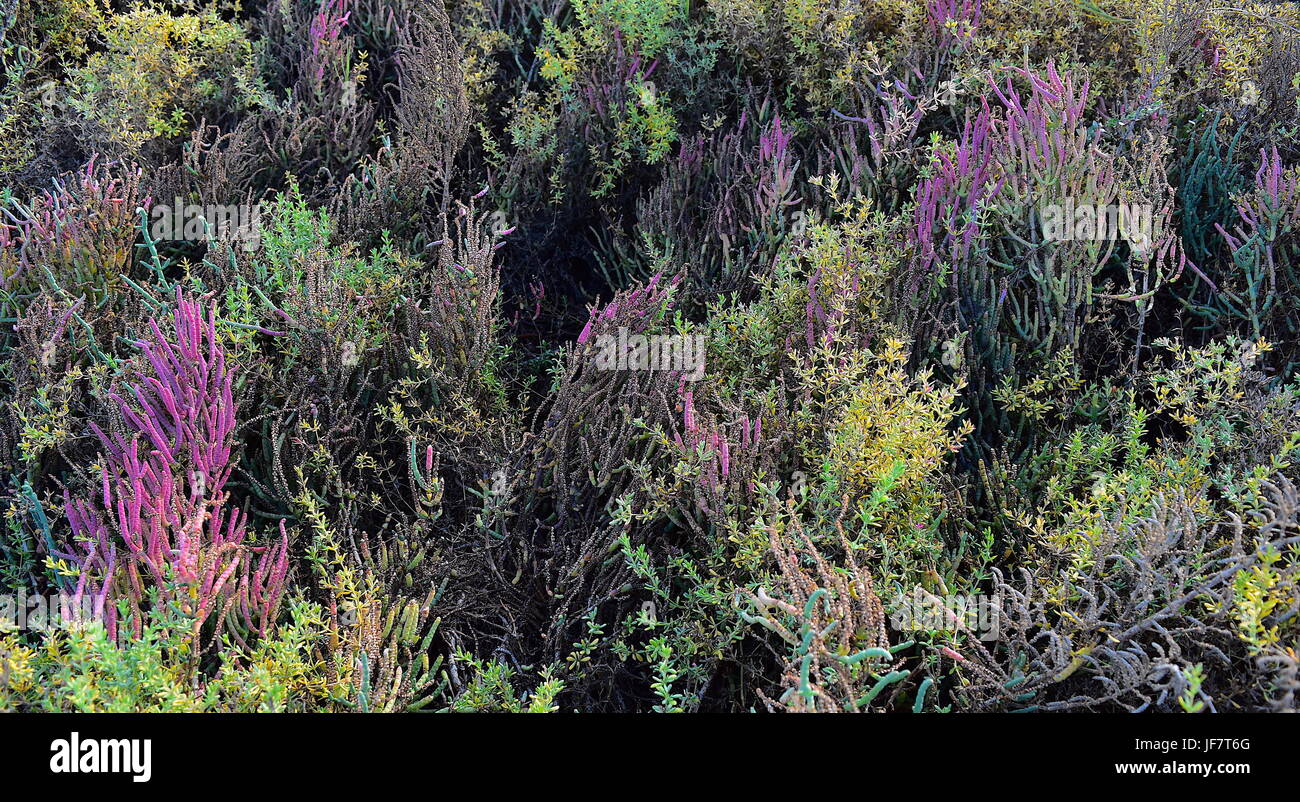 Pickleweed, San Dieguito Lagoon, Del Mar, California Stock Photo - Alamy