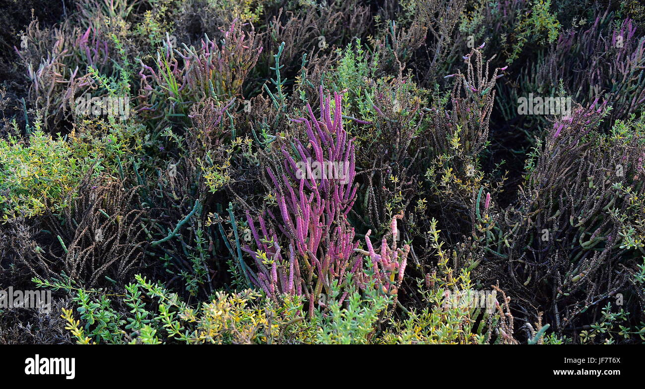 Pickleweed hi-res stock photography and images - Alamy