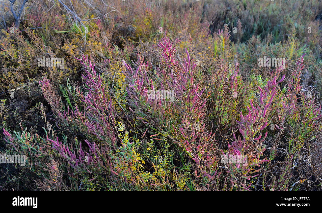 Pickleweed, San Dieguito Lagoon, Del Mar, California Stock Photo - Alamy