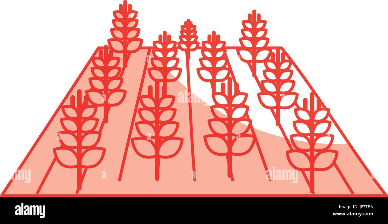 Young wheat crop field Stock Vector Images - Alamy