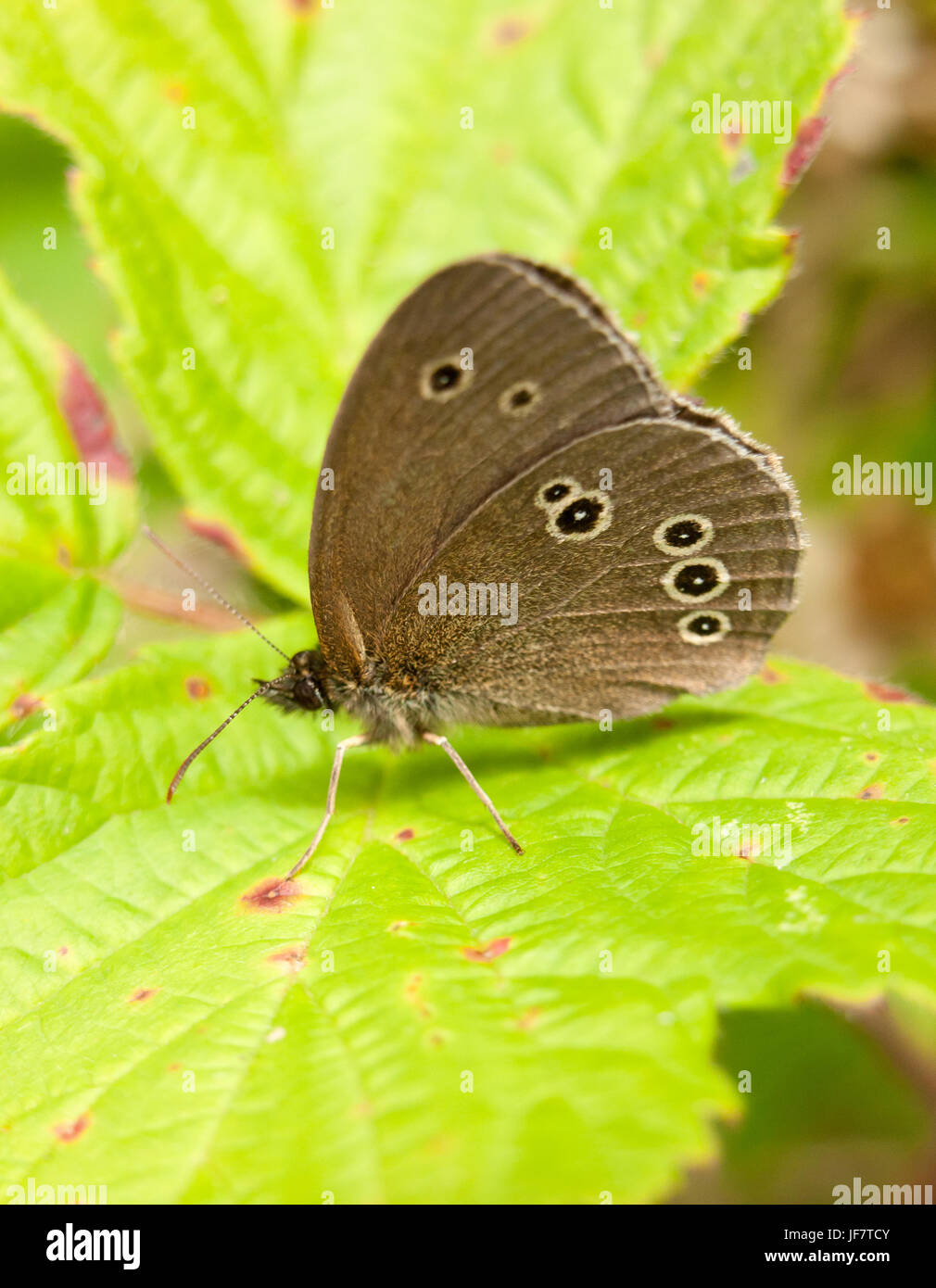 beautiful brown spotted butterfly close up in summer on leaf gathering ...