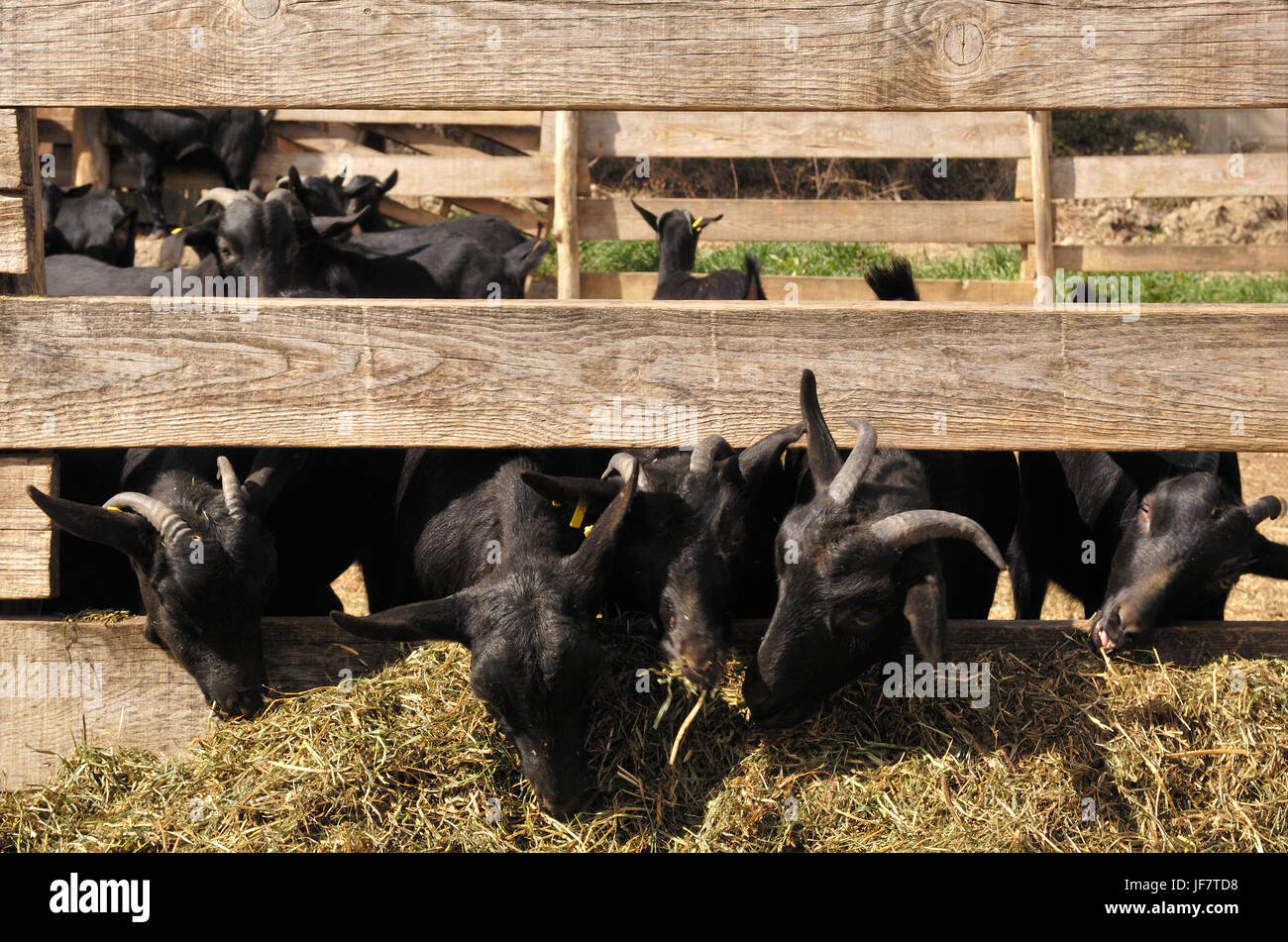 Goats eating on a farm Stock Photo - Alamy