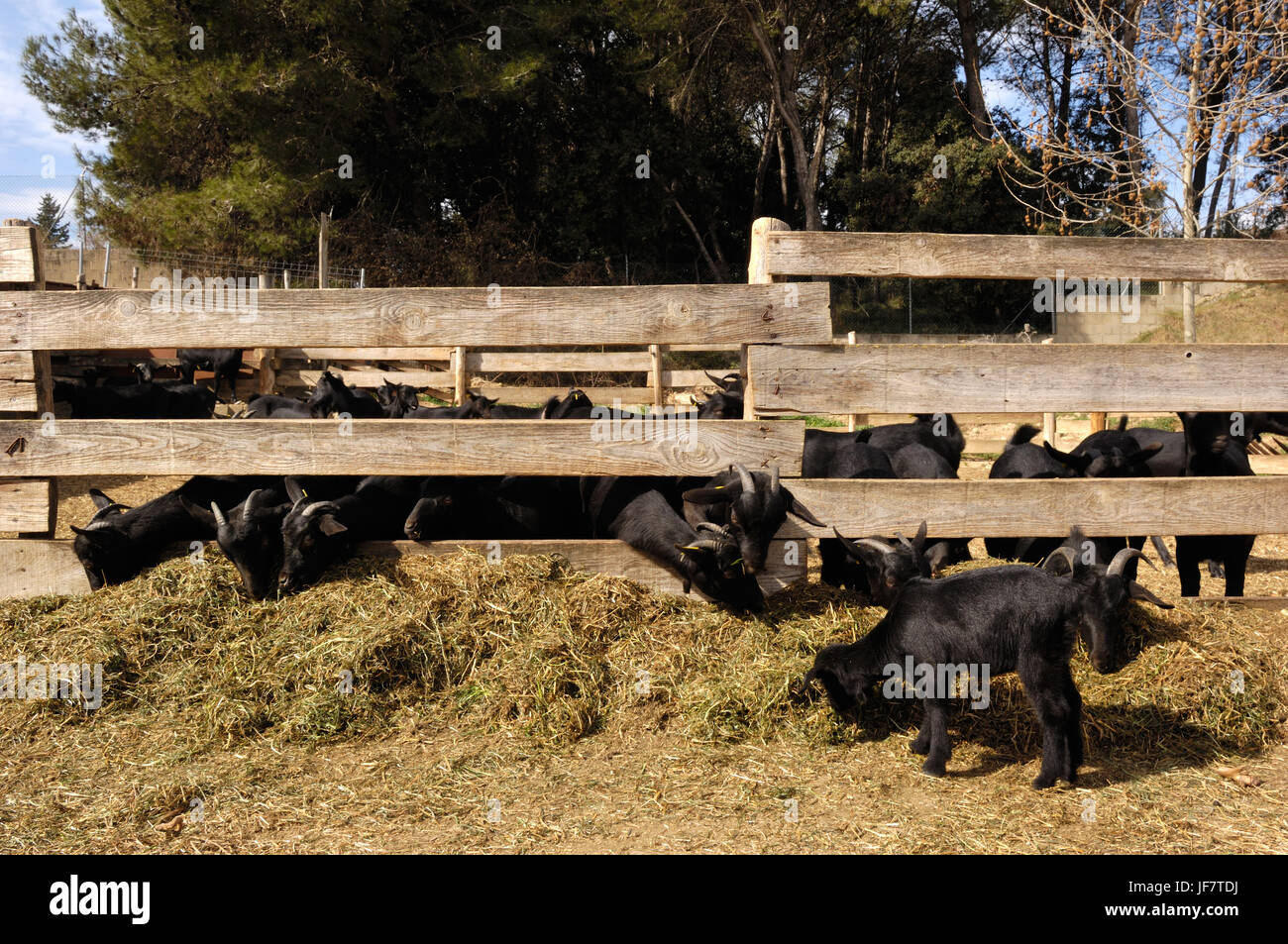 Goats eating on a farm Stock Photo - Alamy