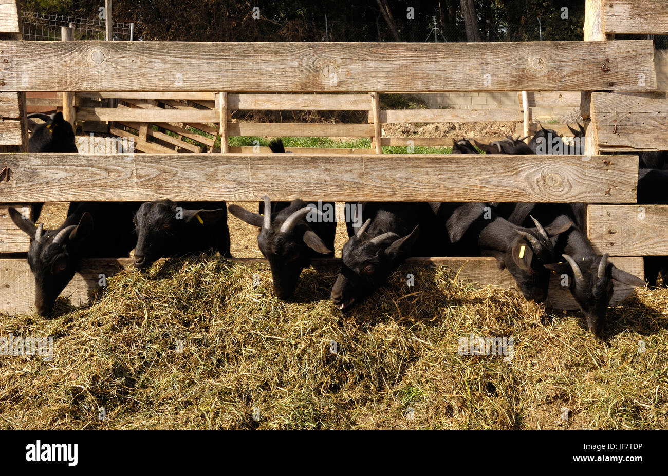 Goats eating on a farm Stock Photo - Alamy
