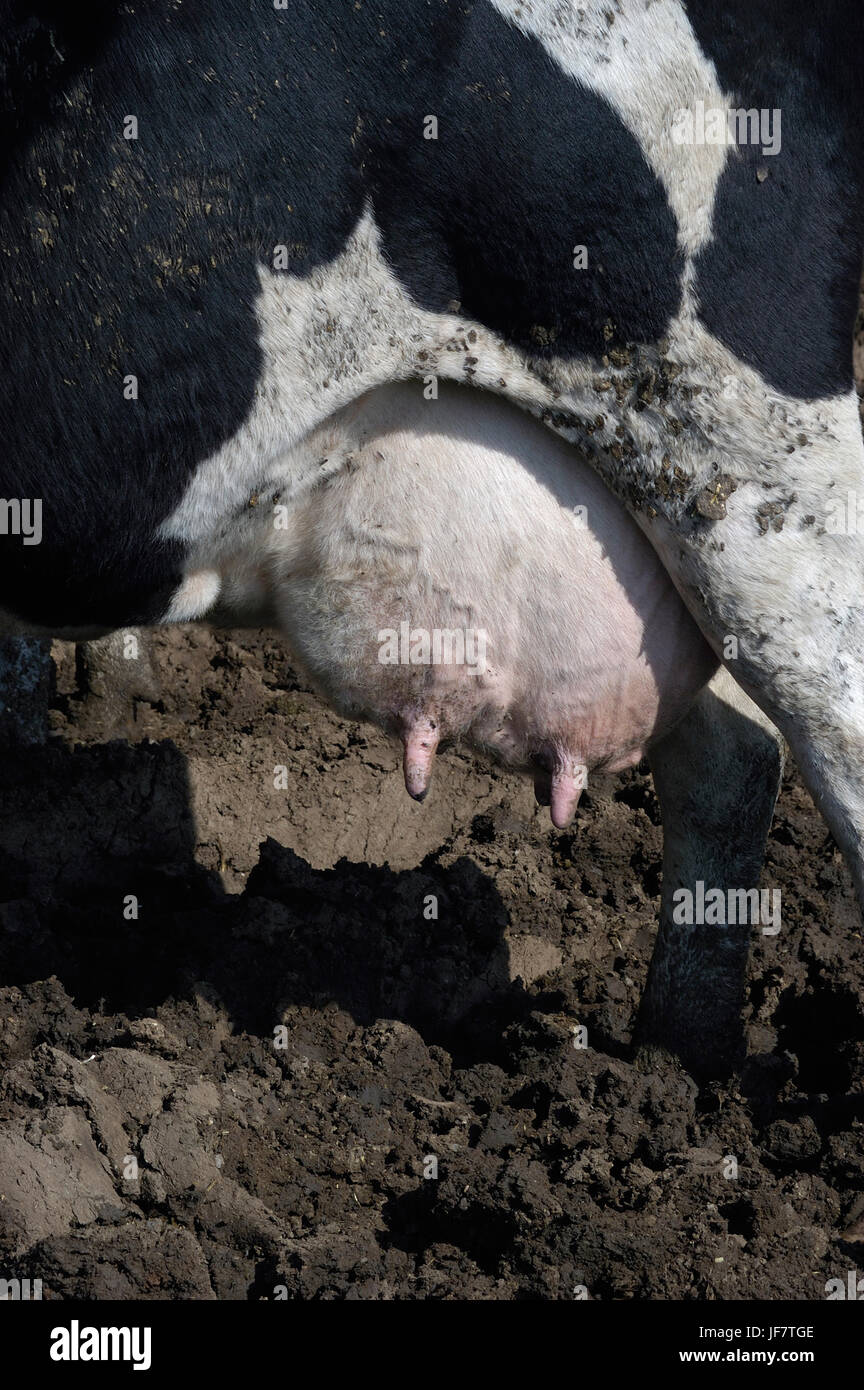 Cows backside hi-res stock photography and images - Alamy