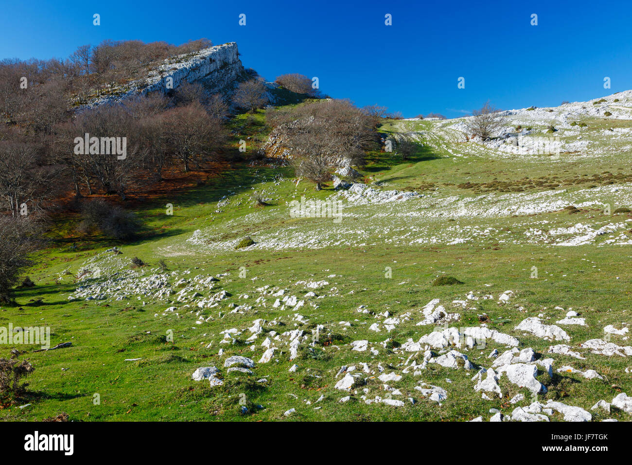 Mountain meadow and forest Stock Photo - Alamy