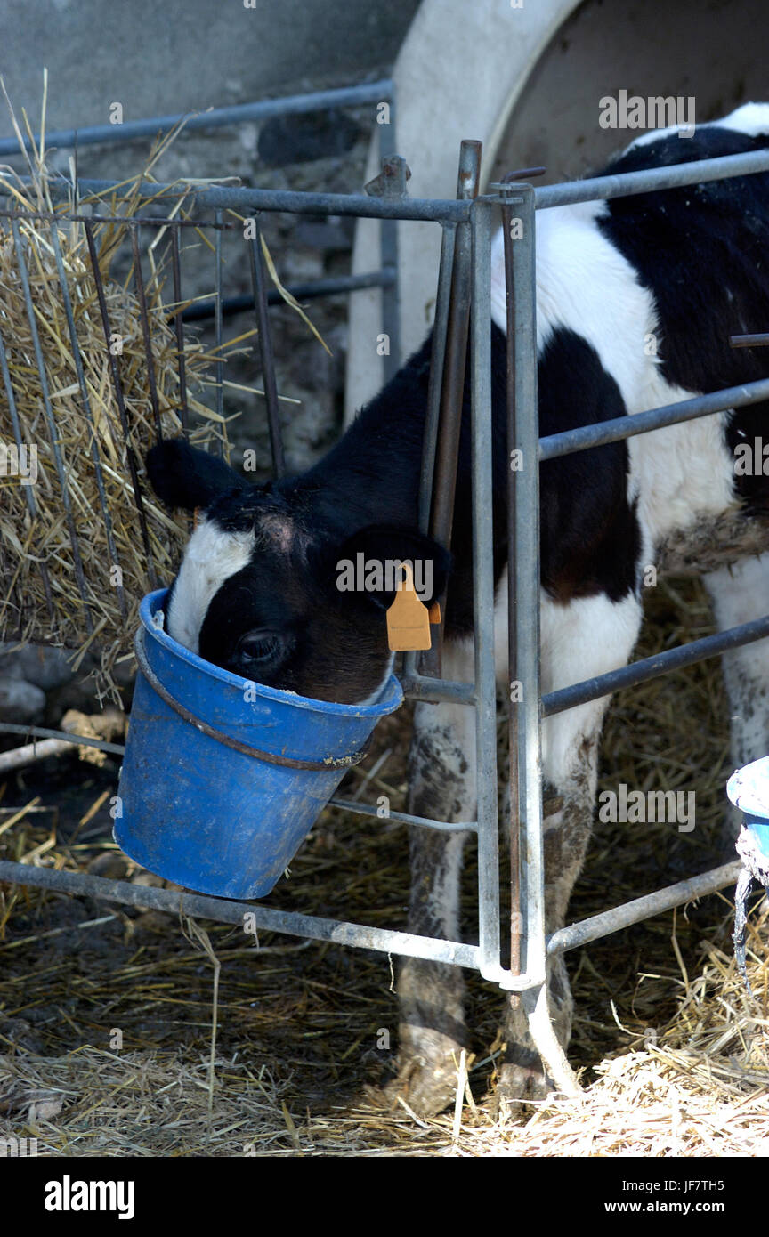 Whiteface cow hi-res stock photography and images - Alamy