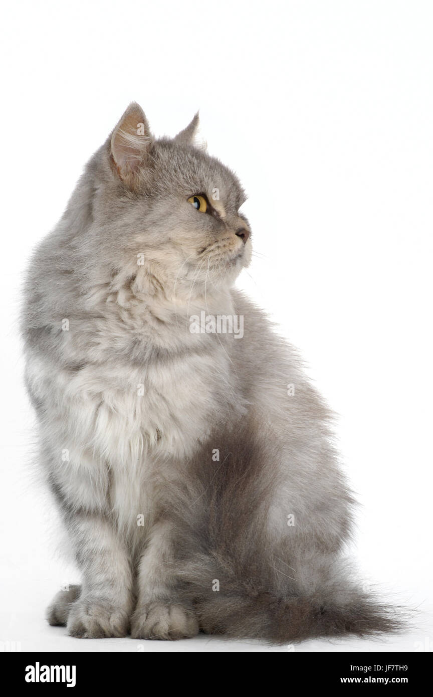 grey persian cat Stock Photo - Alamy